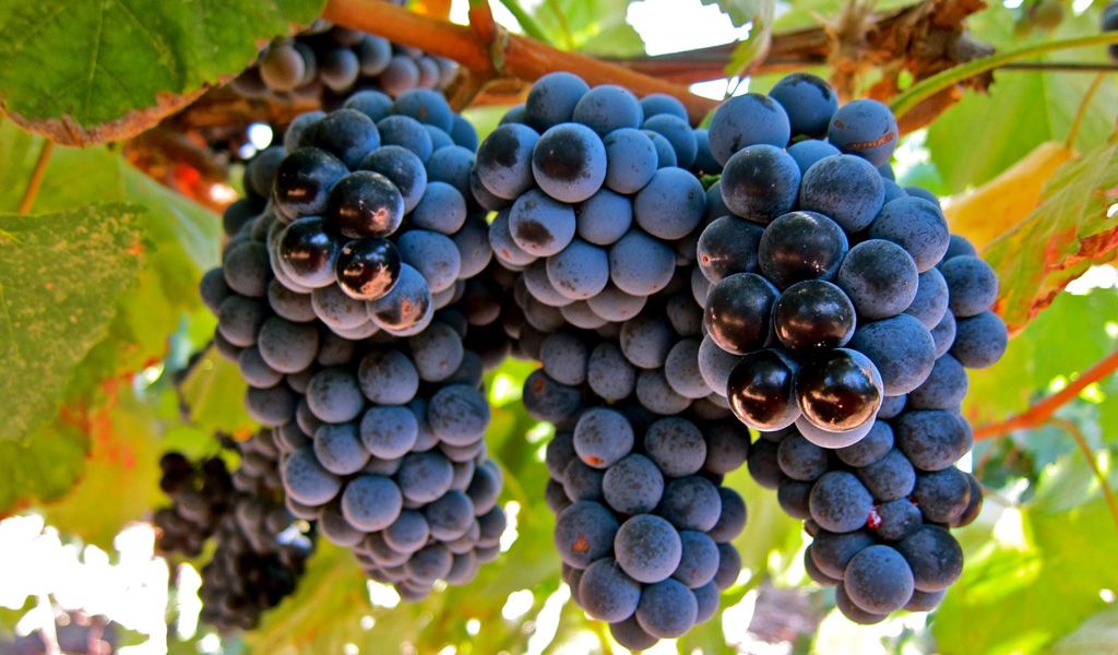 Club NCLab | Agosto 2024 – Uva (Vitis vinifera) – Parte 2